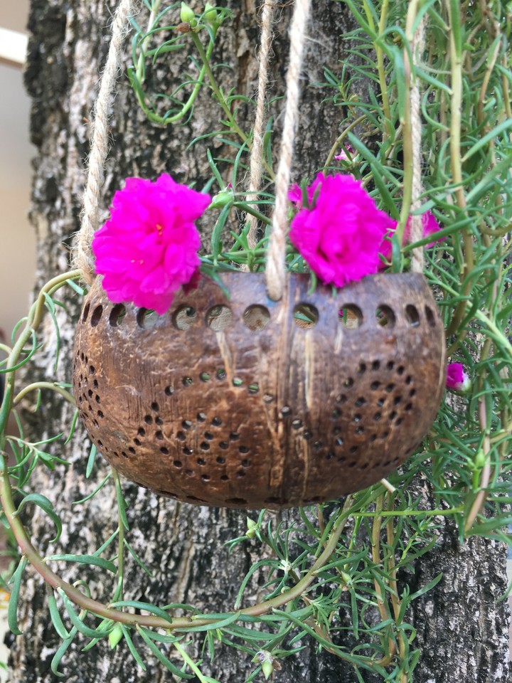 Coconut Shell Pot Planter Hanging Orchid Flower Basket Parrot Play ...