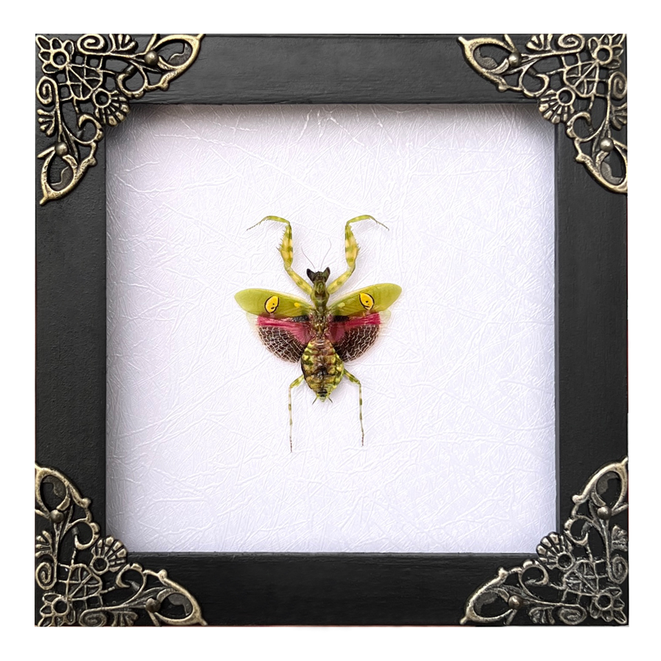 Framed Bee Mantis Beetle Real Pinned Insect Taxadermy Insect Gift For ...