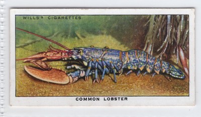 The Sea Shore cigarette card 1938 #23 Common Lobster | eBay Australia