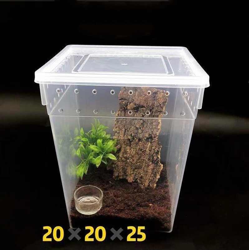 Praying mantis Stick Insect Arboreal cages Feeding Box Enclosure SIDE ...