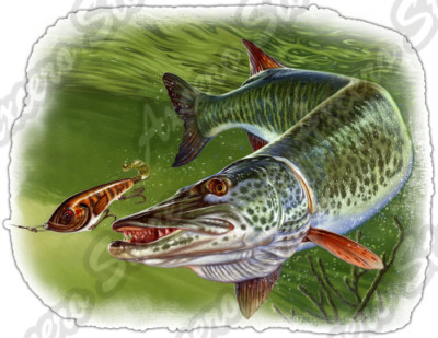 Musky Chase Muskie Lure Fishing Pike Fish Car Bumper Vinyl Sticker ...