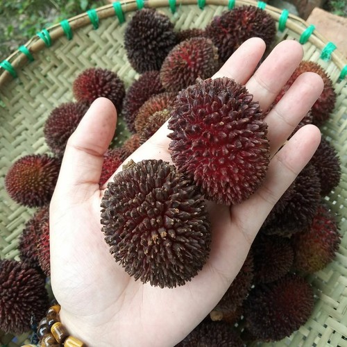 Red Pulasan Kapulasan Seeds 120++ pcs (Nephelium mutabile) | eBay