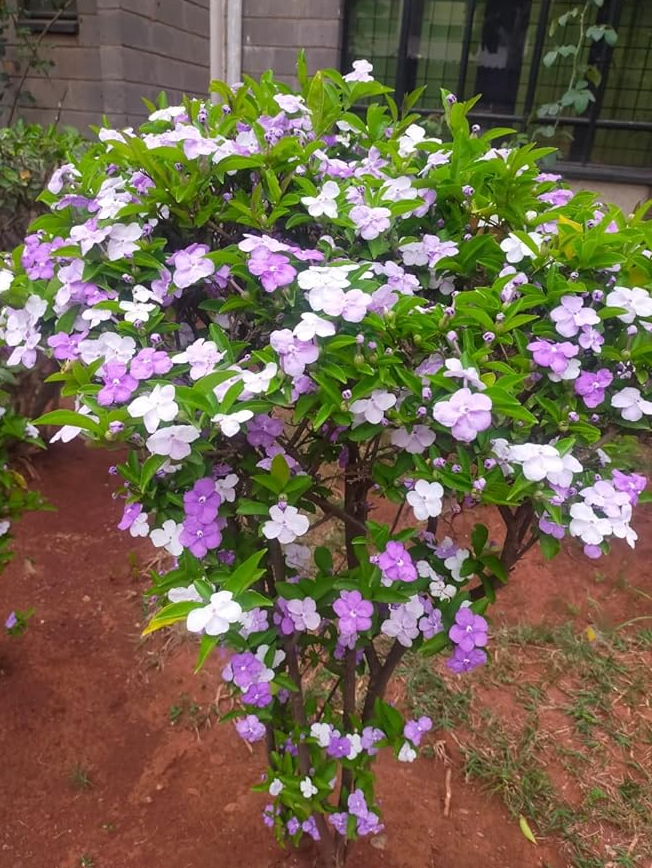 Brunfelsia Yesterday Today Tomorrow Plant Brunfelsia Pauciflora Tree 4 ...