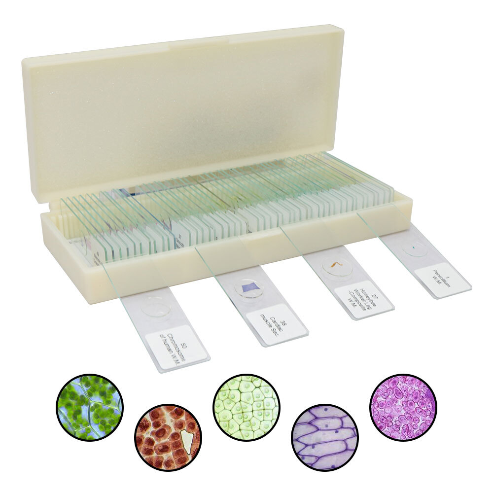 Prepared Microscope Slides