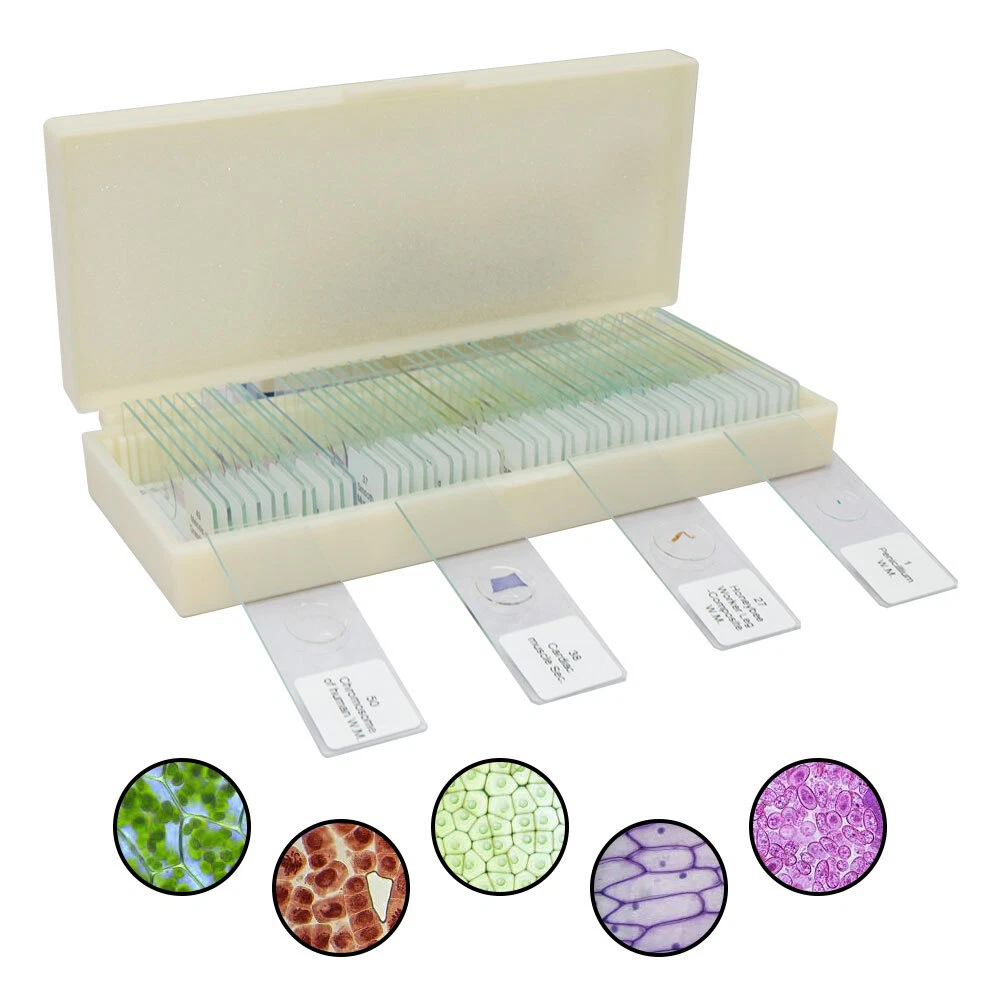 Prepared Microscope Slides For Kids