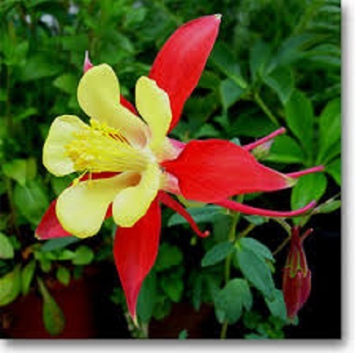 25+ Coral / Yellow Aquilegia Koralle Flower Seeds / Perennial | eBay