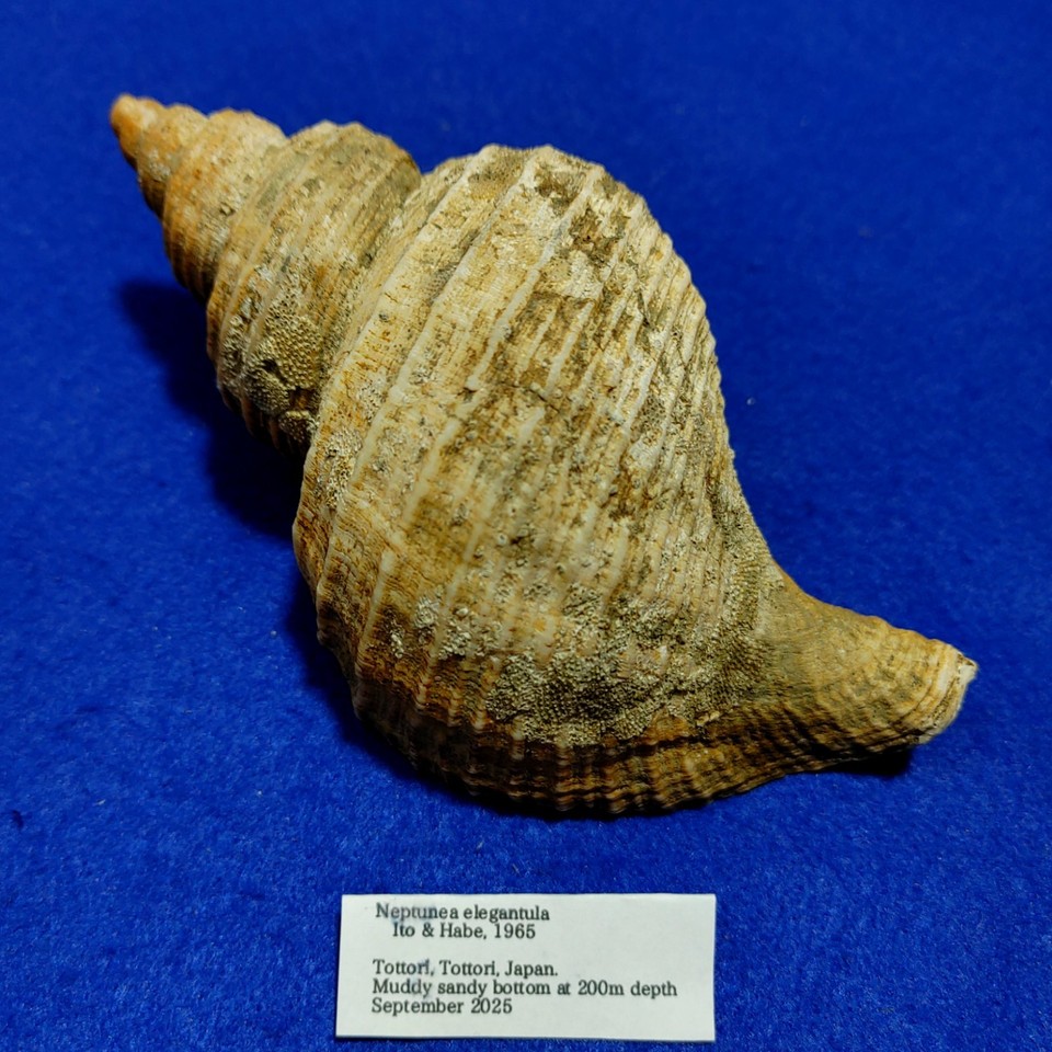 Neptunea elegantula 127mm Big Size Buccinum Neptunea Whelk Deep Sea ...