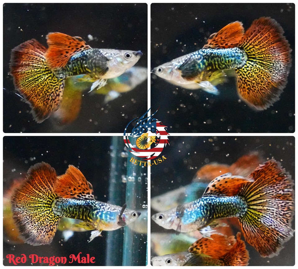 1 TRIO - Live Aquarium Guppy Fish High Quality - Red Dragon Halfmoon ...