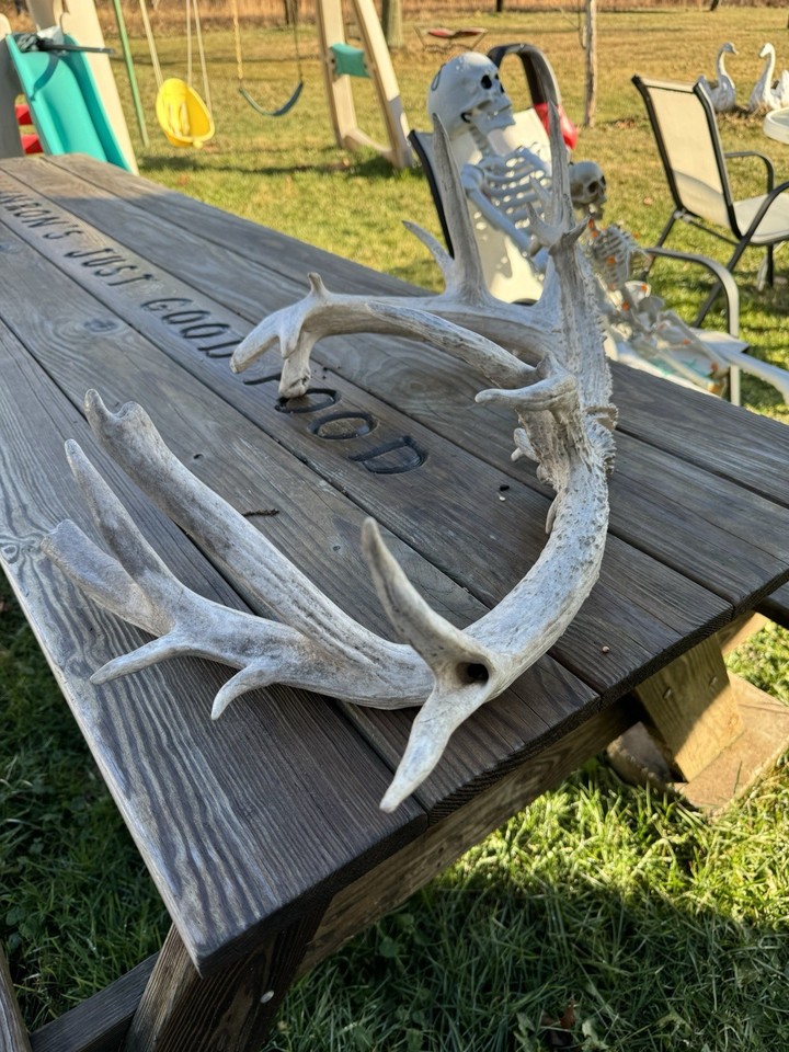 A Large Non Typical Deer Rack Antlers | eBay