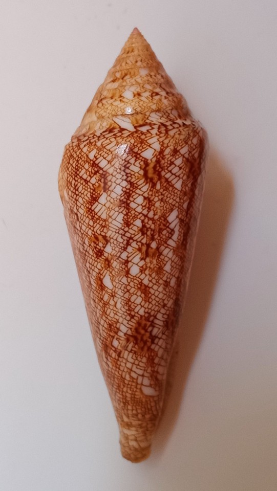 Sea shell Conus gloriamaris 98.2mm, F+, nice pattern, RARE specimen ...
