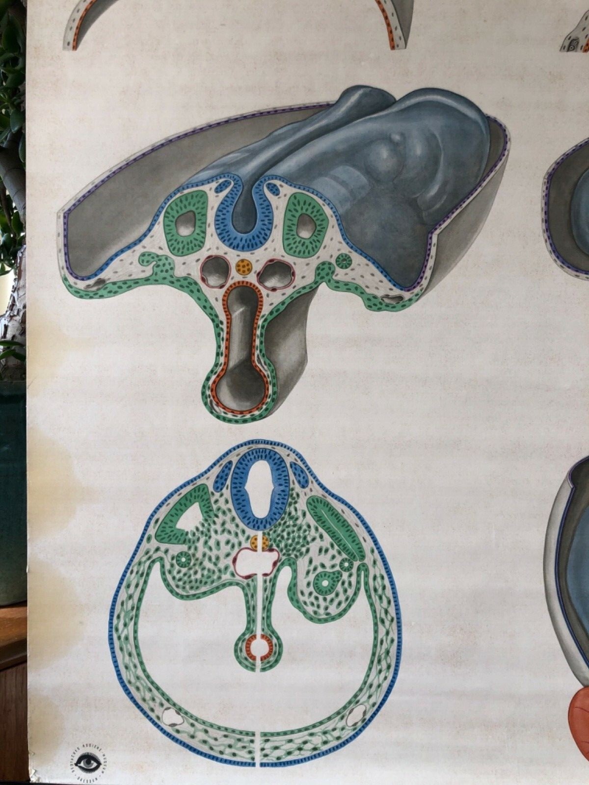 Vintage school chart EMBRYOLOGY midwifery poster ANATOMY educational ...