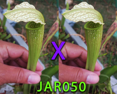 Sarracenia Seeds - Jessica x Jessica (Self) Addington's Prize Aerolata ...
