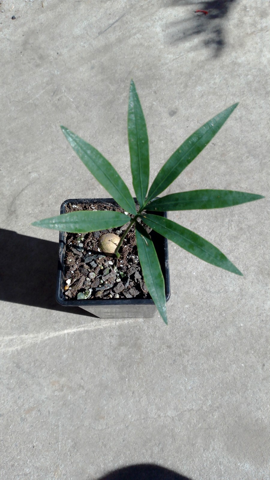 Cycad Cycas tropophylla 2 leaf seedling | eBay Australia
