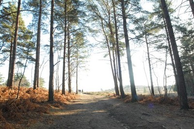 Photo A1 Sun through the trees at Yagden Hill Tilford Common This area ...