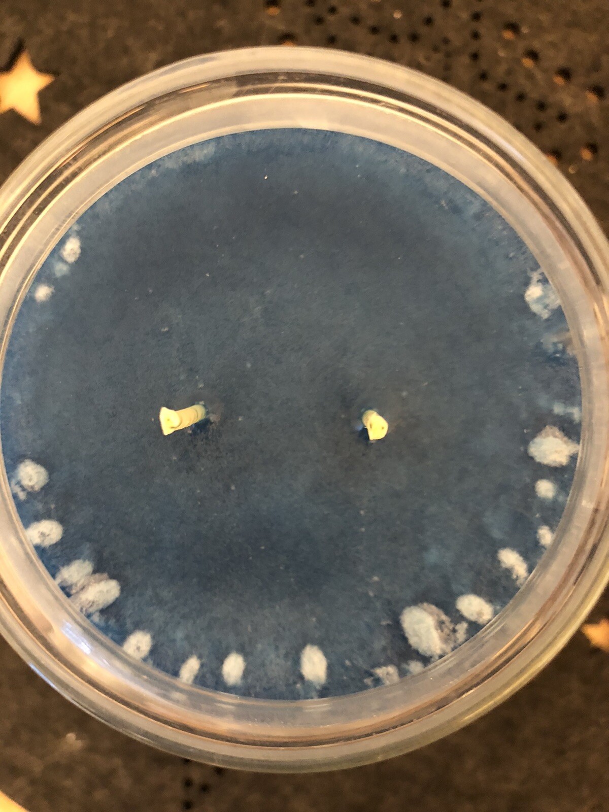 Country Candle Unicorn Poop limitiert RAR NEU | eBay.de