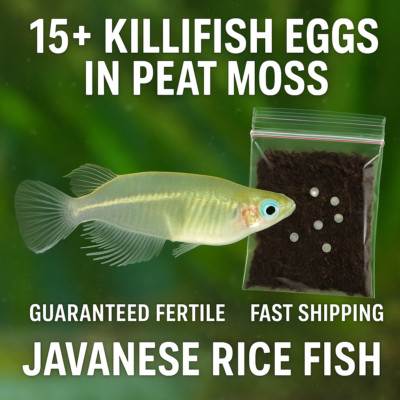 Live Killifish Eggs - 15 Javanese Rice Fish Eggs for Your Aquarium ...