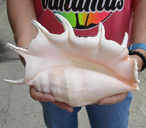 11 inch Giant Spider Conch shell, seashell #48003 | eBay