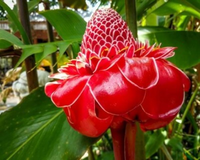 🌺🌺 Magnificent Curcuma Red flower-plant 3root rhizomes fast grow ...