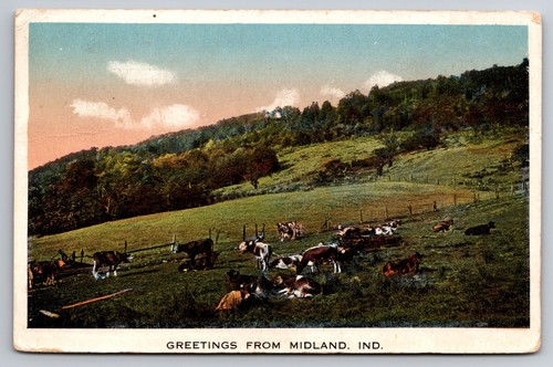 Greetings from Midland Indiana Scenic Farm Cows 1917 Postcard | eBay