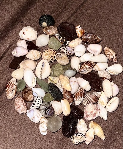 Handpicked Seashells 70 Medium Augers Cowries Cones From Kauai | eBay