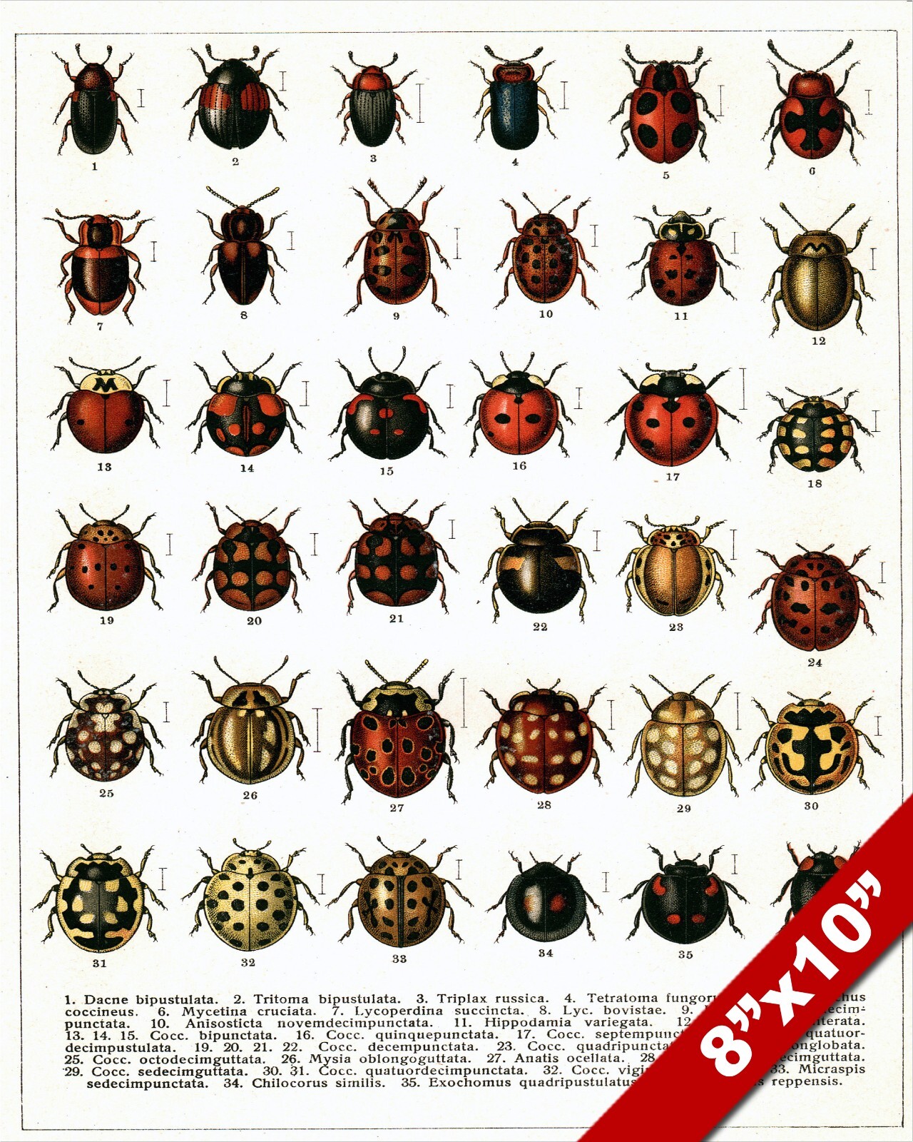 VARIETY OF LADY BUGS INSECT LADYBUG CHART DRAWING PAINTING ART REAL ...