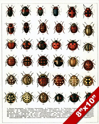 VARIETY OF LADY BUGS INSECT LADYBUG CHART DRAWING PAINTING ART REAL ...