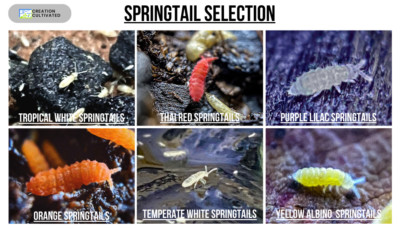 Live Springtail Cultures (Large Species Selection) | eBay