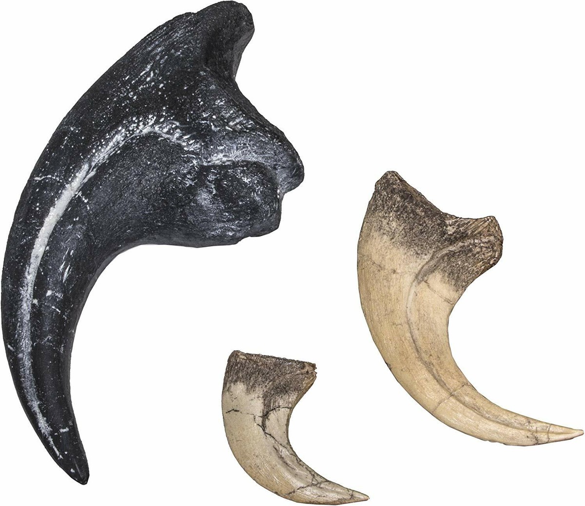 Replica Allosaurus Hand Claw