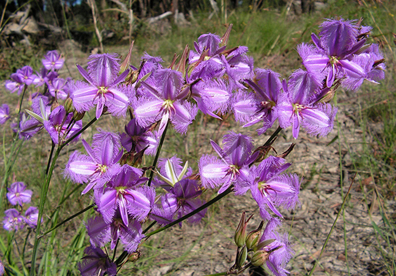 Thysanotus multiflorus - Fringed Lily - 20 Seeds | eBay