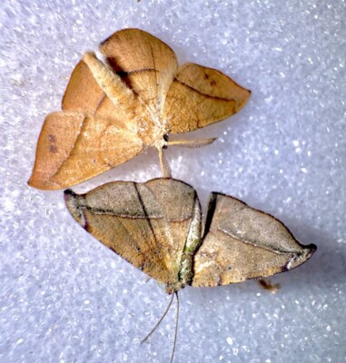 FARM RAISED A-1 Juniper Geometer Moth (Patalene olyzonaria) Pair - Male ...