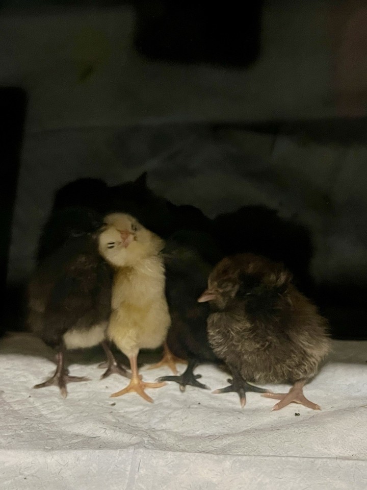 Hatching Eggs 12+ *RARE BREEDS* Ayam Cemani, Zombies, Lavender Orp ...