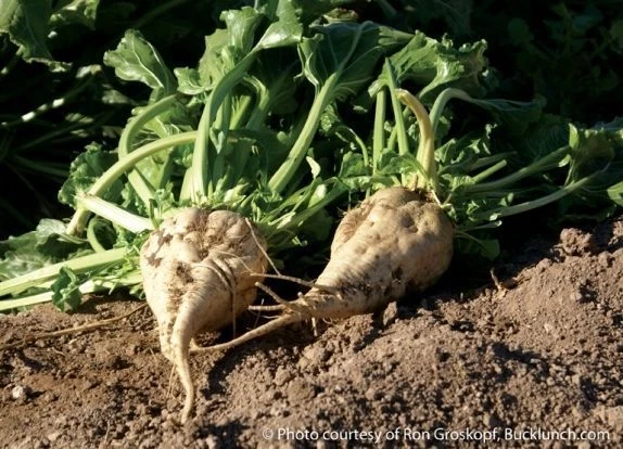 Sugar Beet Seeds