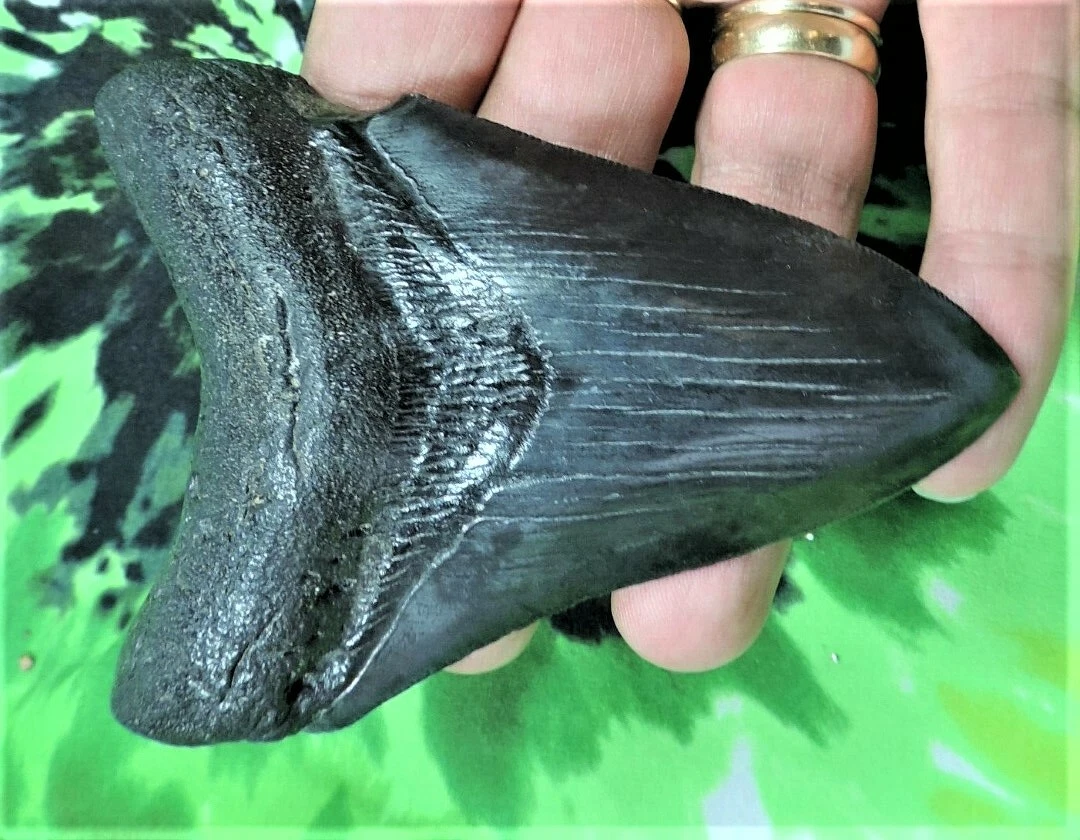 Megalodon Shark Tooth Replica