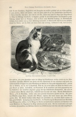 LOT 8 PRINTS EGYPTIAN CAT ANGORA CAT WILD CATS LYNX SERVAL Engravings ...