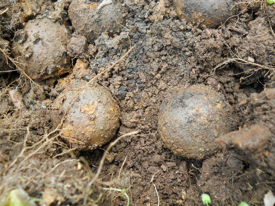 Old Rare Vintage Antique Civil War Relic Confederate Canister Shot ...