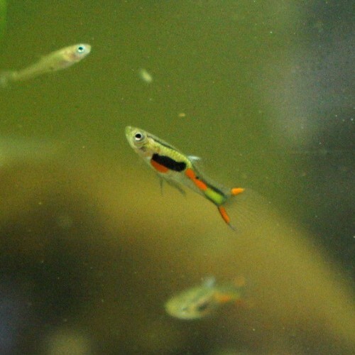 Black Bar Endlers Guppy (3) 1m, 2f + 4 bonus fry - Free Shipping ...
