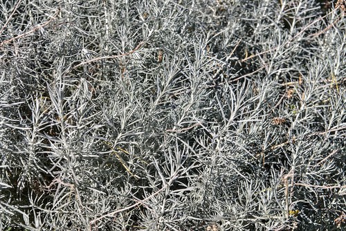 100 SILVER SAGEBRUSH Artemisia Cana Dwarf Sagebrush Wormwood Herb ...