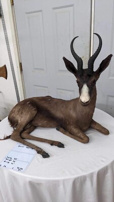Black springbok Taxidermy Full Body Mount | eBay