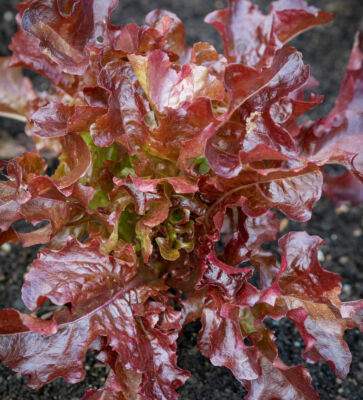 Red Batavia Improved Lettuce - 50+ graines - Graines - Semillas ...