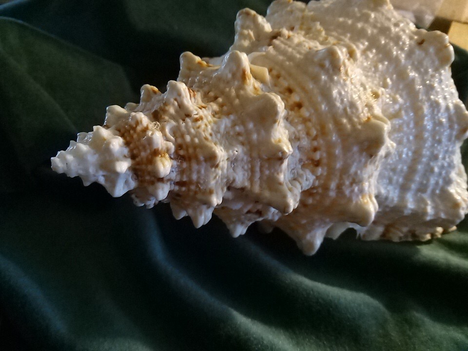 Large Frog Conch Shell 9 In X5in | eBay
