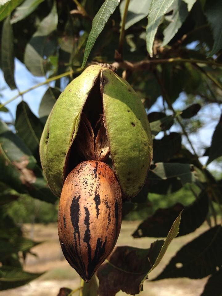 Raw pecans in shell | eBay