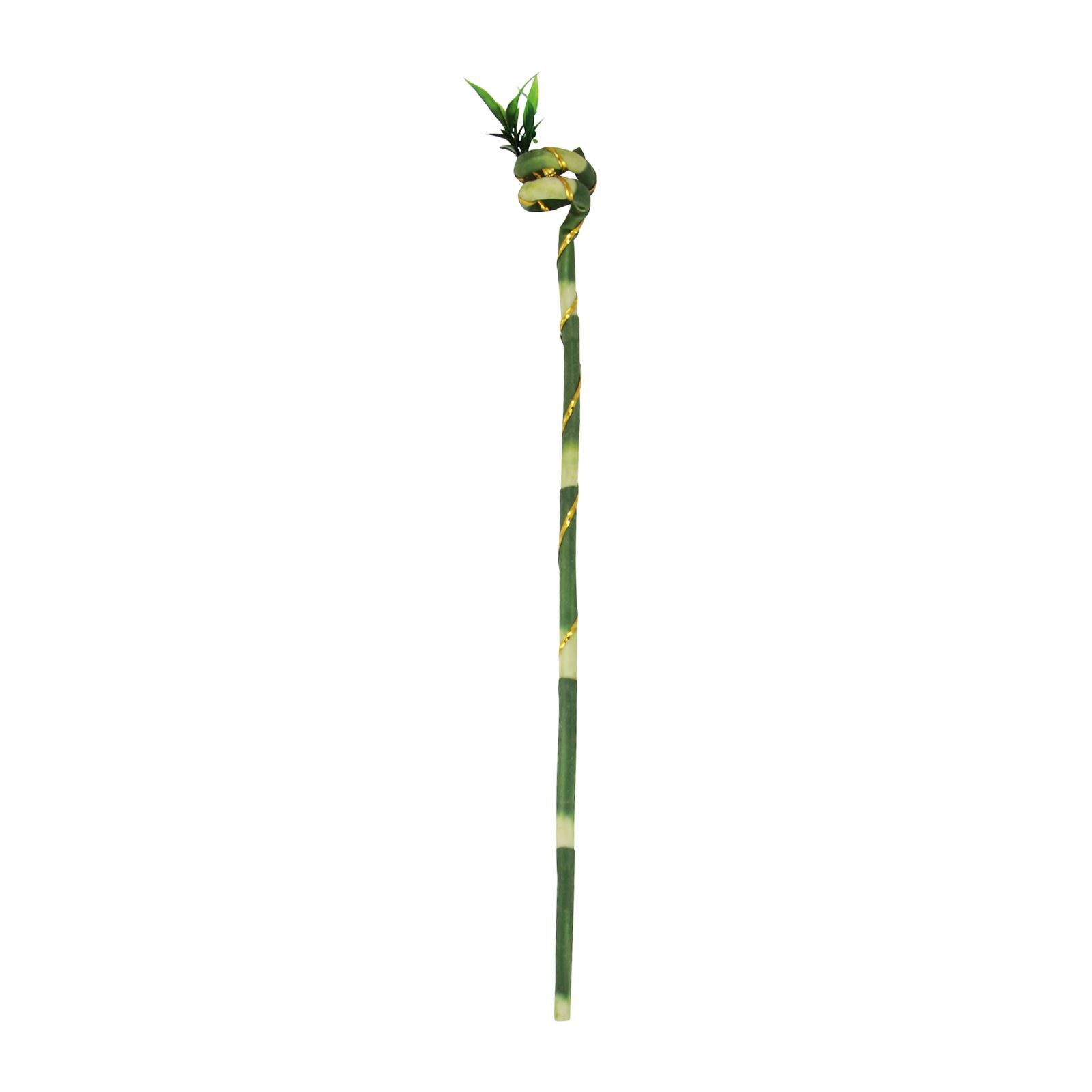 Long Spiral Twist Lucky Bamboo Stem with Sprout - Artificial Fake ...