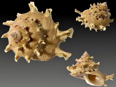 Turbinidae, Bolma girgyllus, Balut, Philippines, +/- 60 mm, GREAT ...