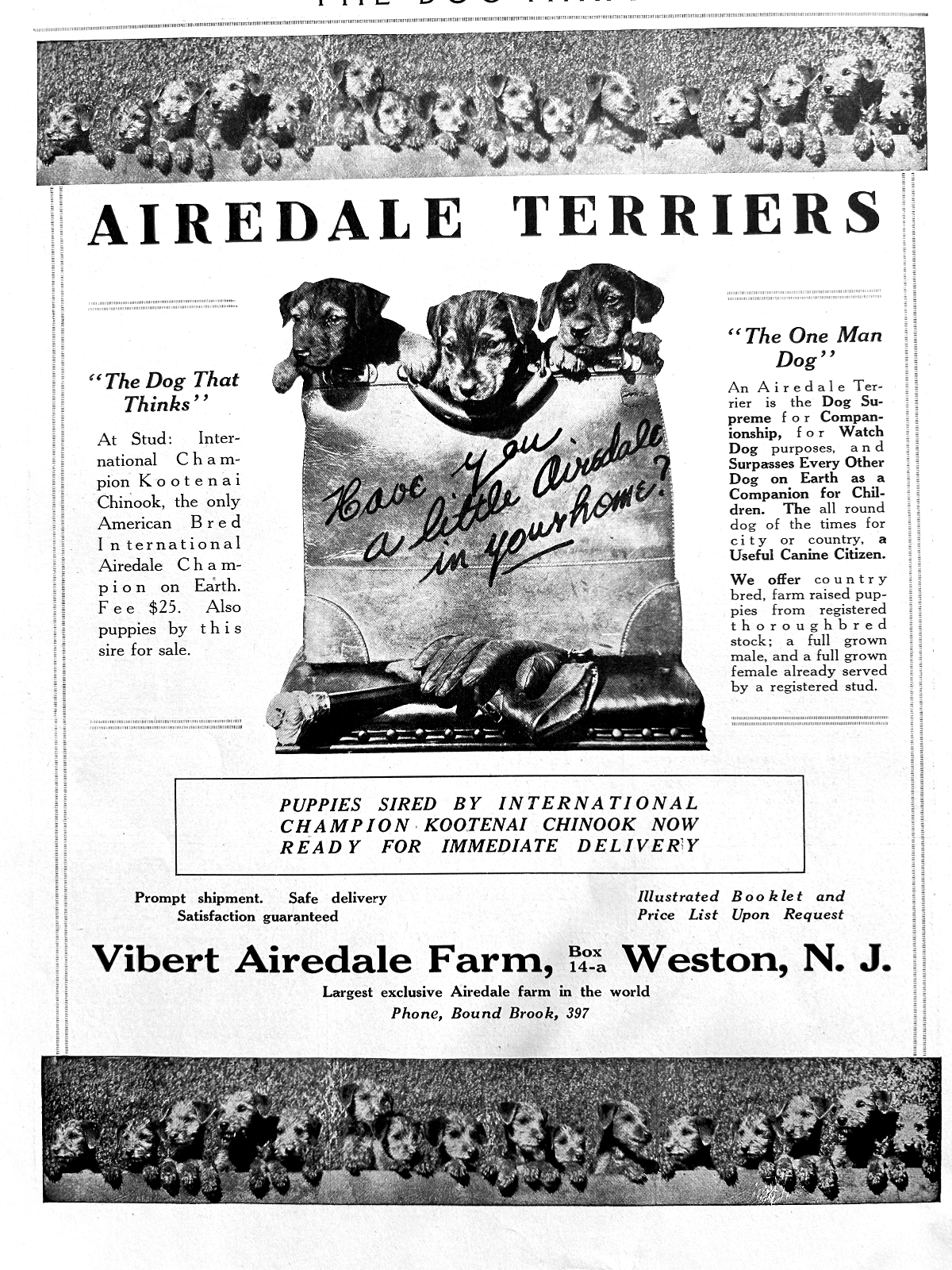 Vibert Airedale Farm Ad 1920, Weston, NJ 8 | eBay