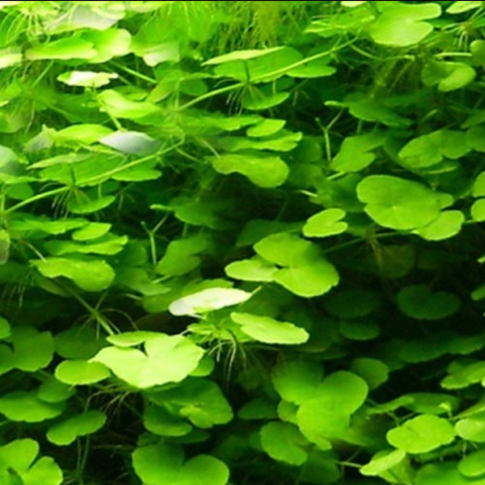 Brazilian Pennywort - Hydrocotyle leucocephala Live Aquarium Plants | eBay