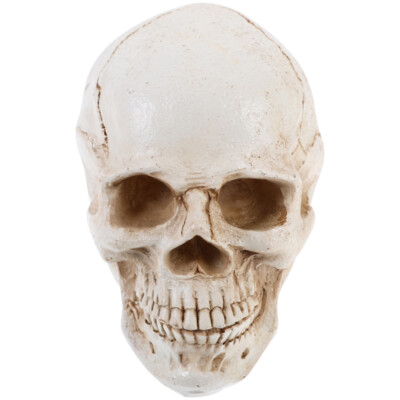 Resin Anatomical Human Skull Model For Teaching Skull Model Animals ...