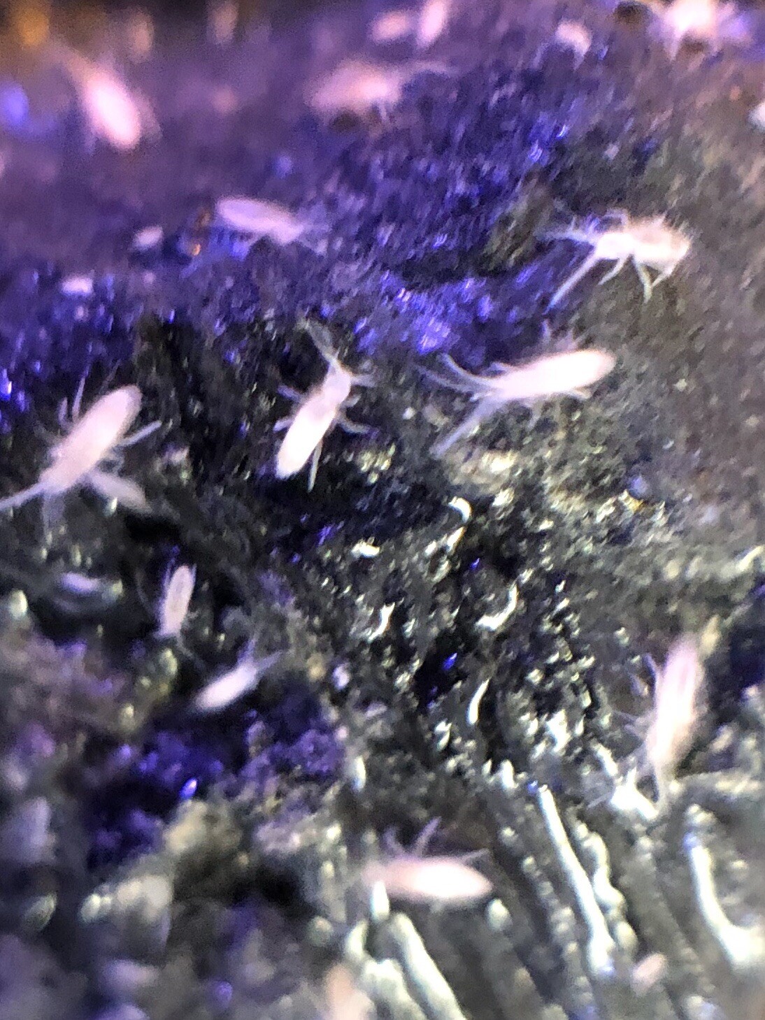 100+ Live "Tropical White" Springtails (Collembola) | Live Insect Clean ...