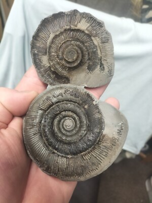 DACTYLIOCERAS TENUICOSTATUM AMMONITE POS NEG YORKSHIRE UK DINOSAUR ...
