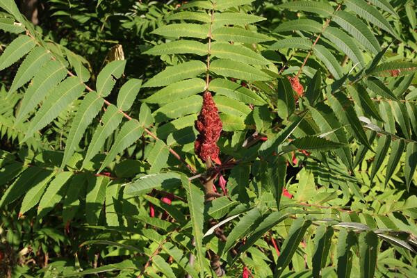 75 Seeds SMOOTH SUMAC TREE Red Berries Rhus Glabra Borealis | eBay