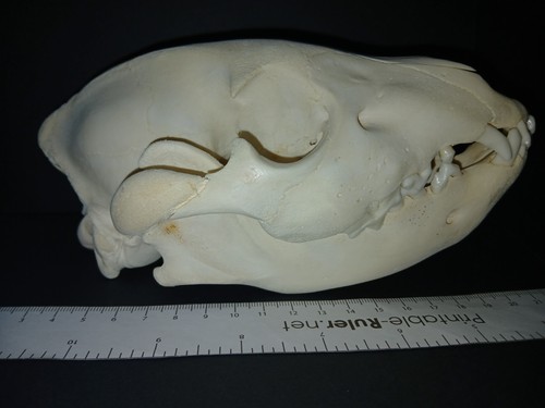 Genuine Juvenile male striped hyena (Hyaena hyaena skull bone skeleton ...